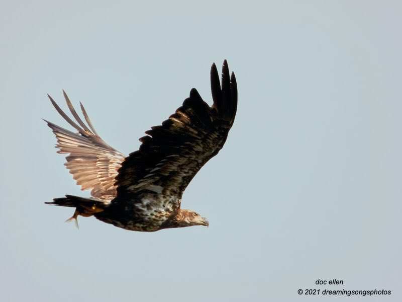 Study in Molt Patterns | doc ellen's journey