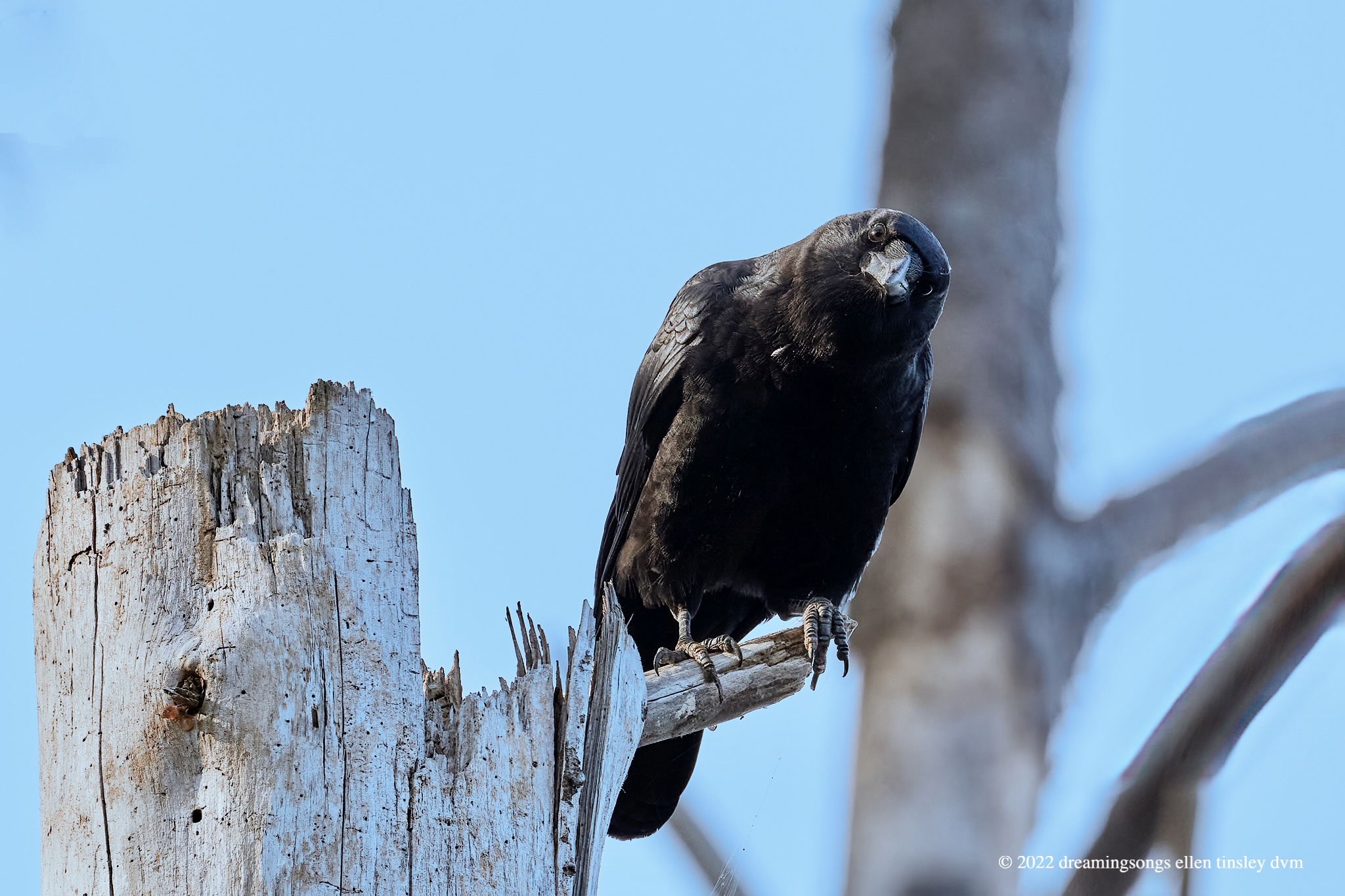 Inquisitive American Crow | doc ellen's journey