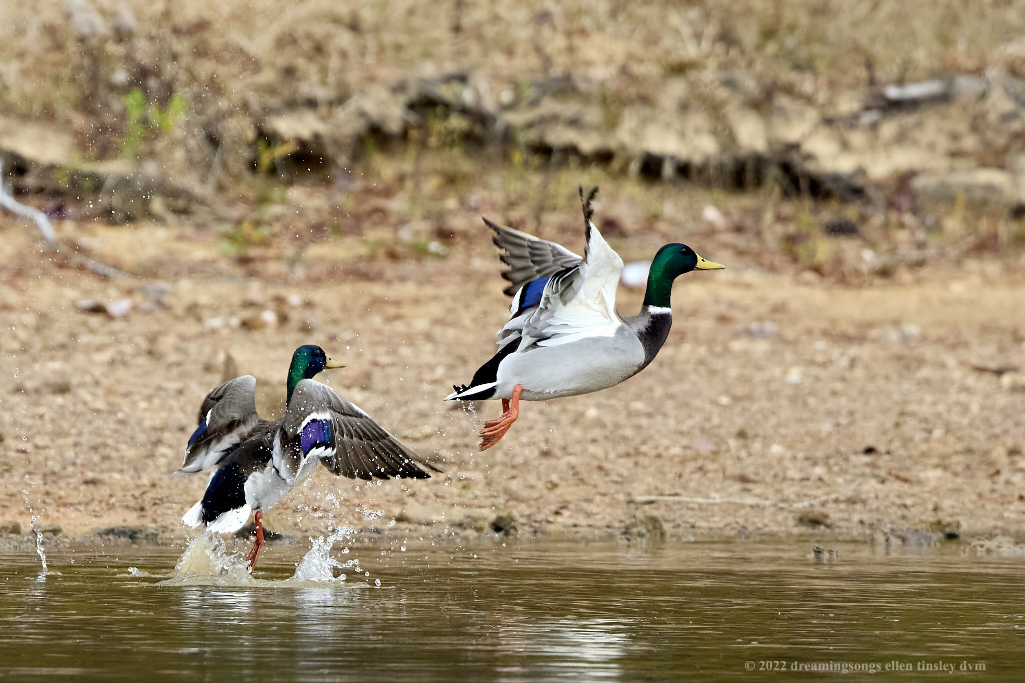 Into the Air! | doc ellen's journey