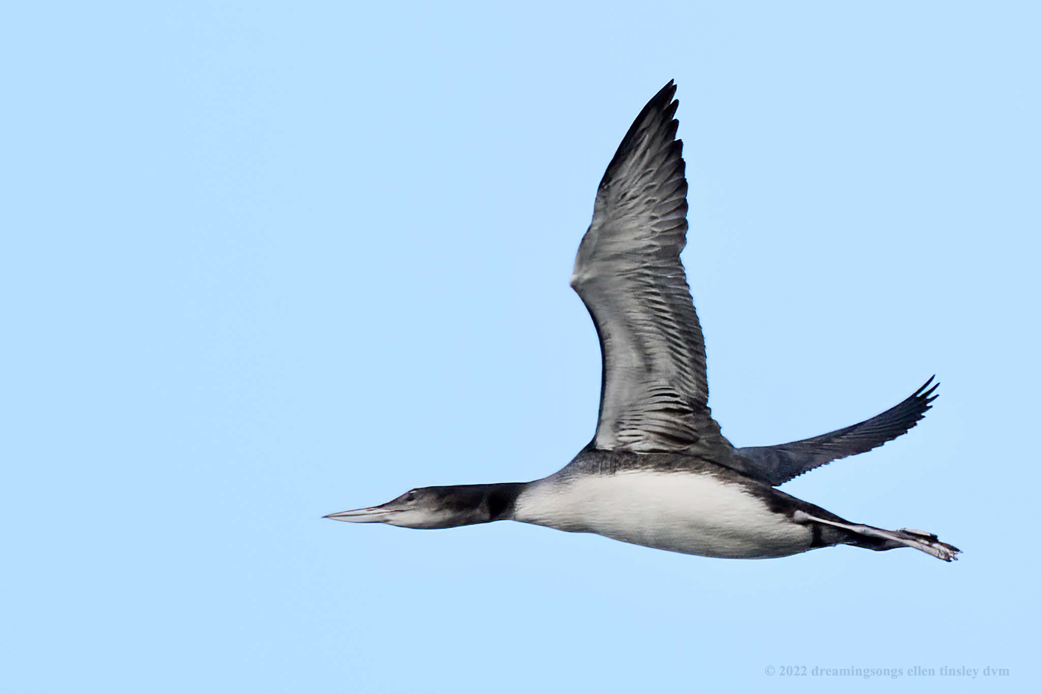 Common Loon in Flight | doc ellen's journey