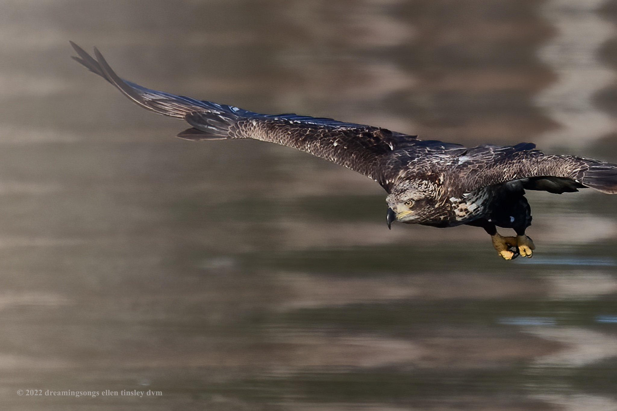 Intense 2-year-old Bald Eagle | doc ellen's journey