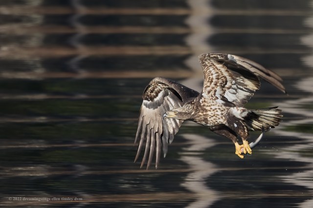 Intense 2-year-old Bald Eagle | doc ellen's journey