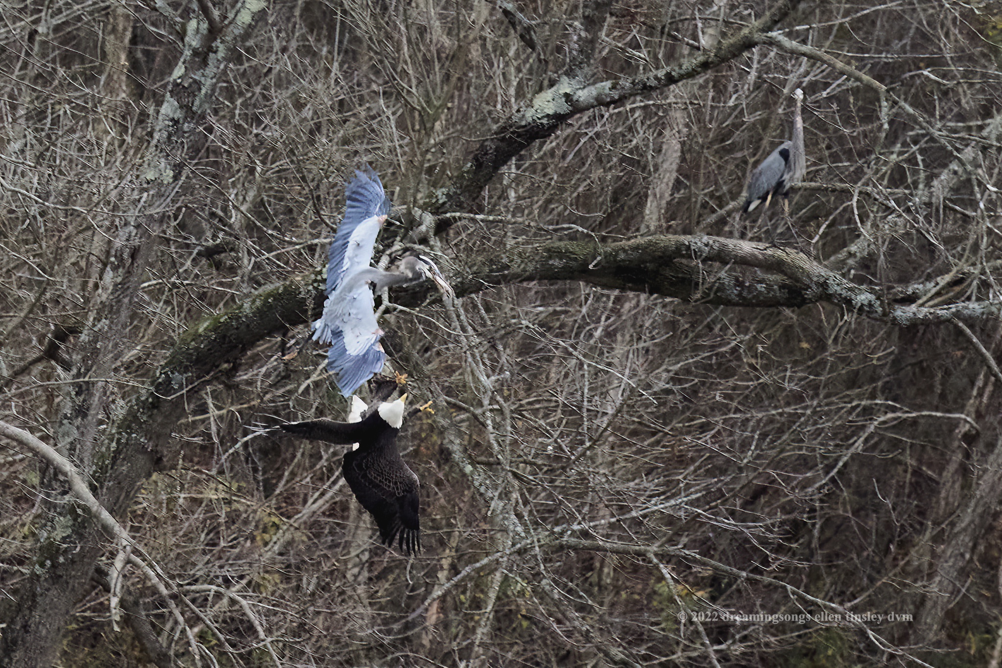 Bald Eagle Tries to Steal a Fish… | doc ellen's journey