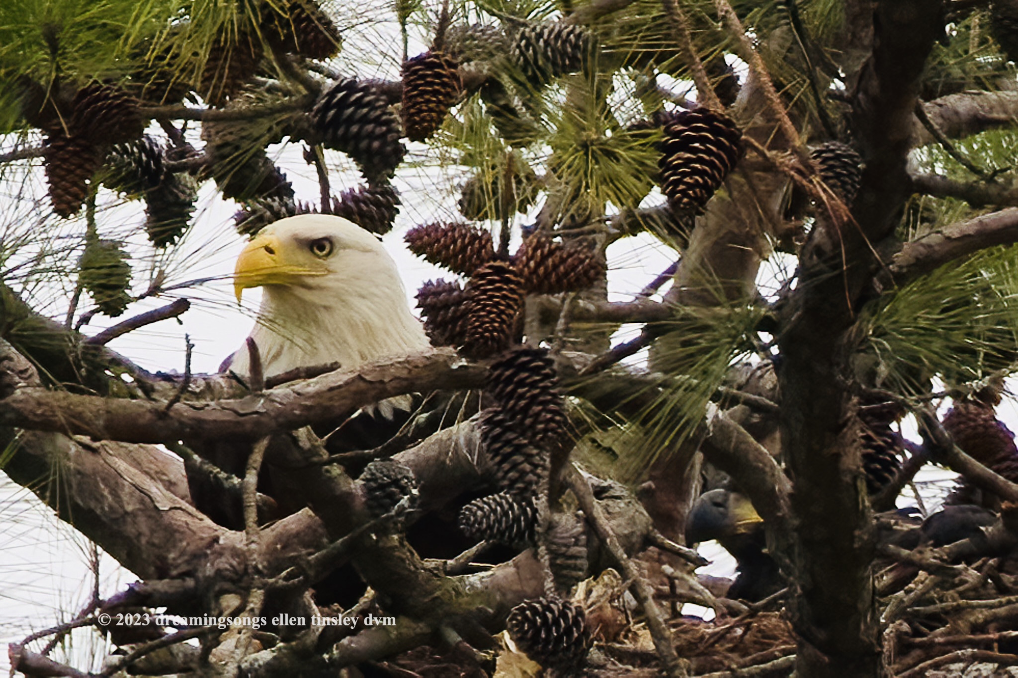 First Bald Eagle Chick! | doc ellen's journey