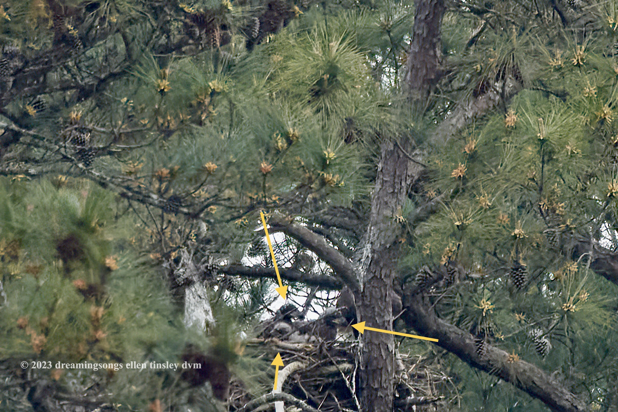 Triplets! | doc ellen's journey