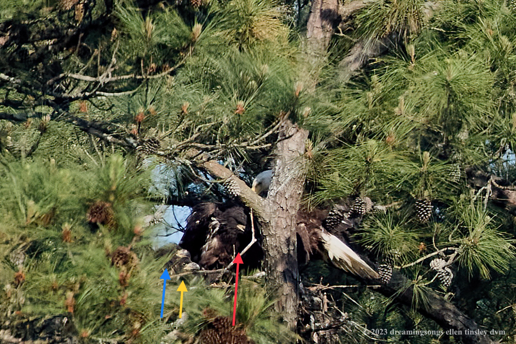 Who Wins the Fish? | doc ellen's journey