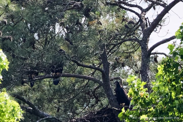 Eaglets Branching! | doc ellen's journey