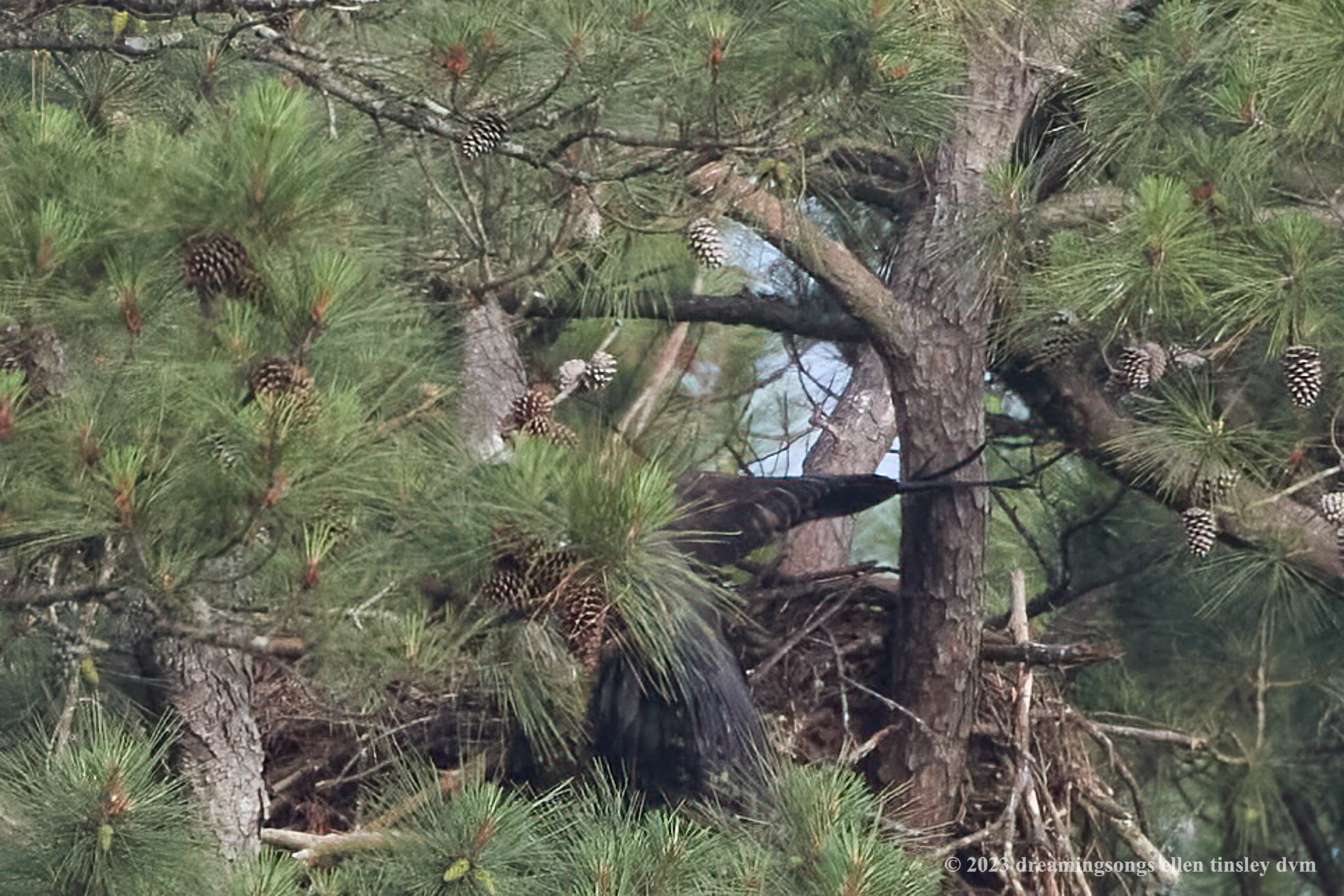 ALL 3 of the Triplets Fledged!!! | doc ellen's journey