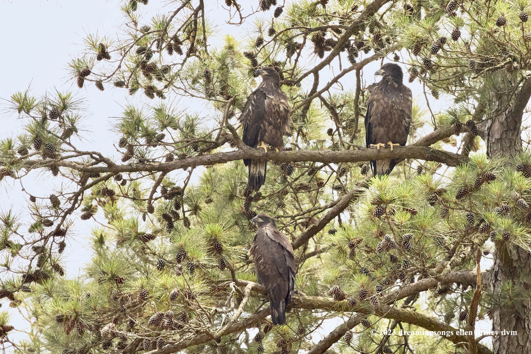 Waiting for a Fish… | doc ellen's journey