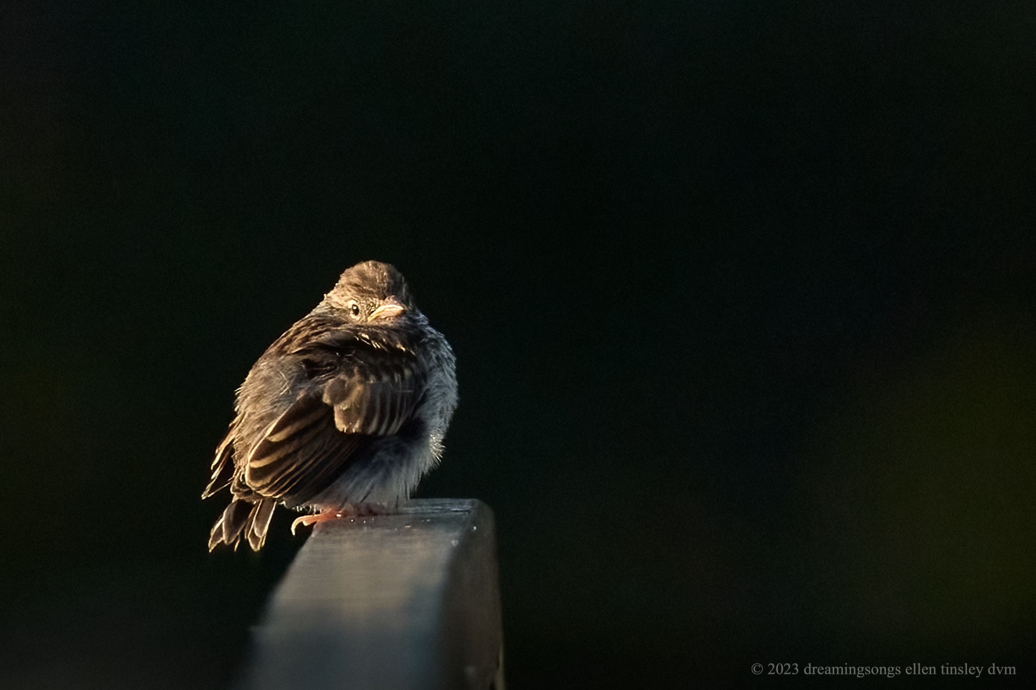 Disgruntled Chipping Sparrow | doc ellen's journey