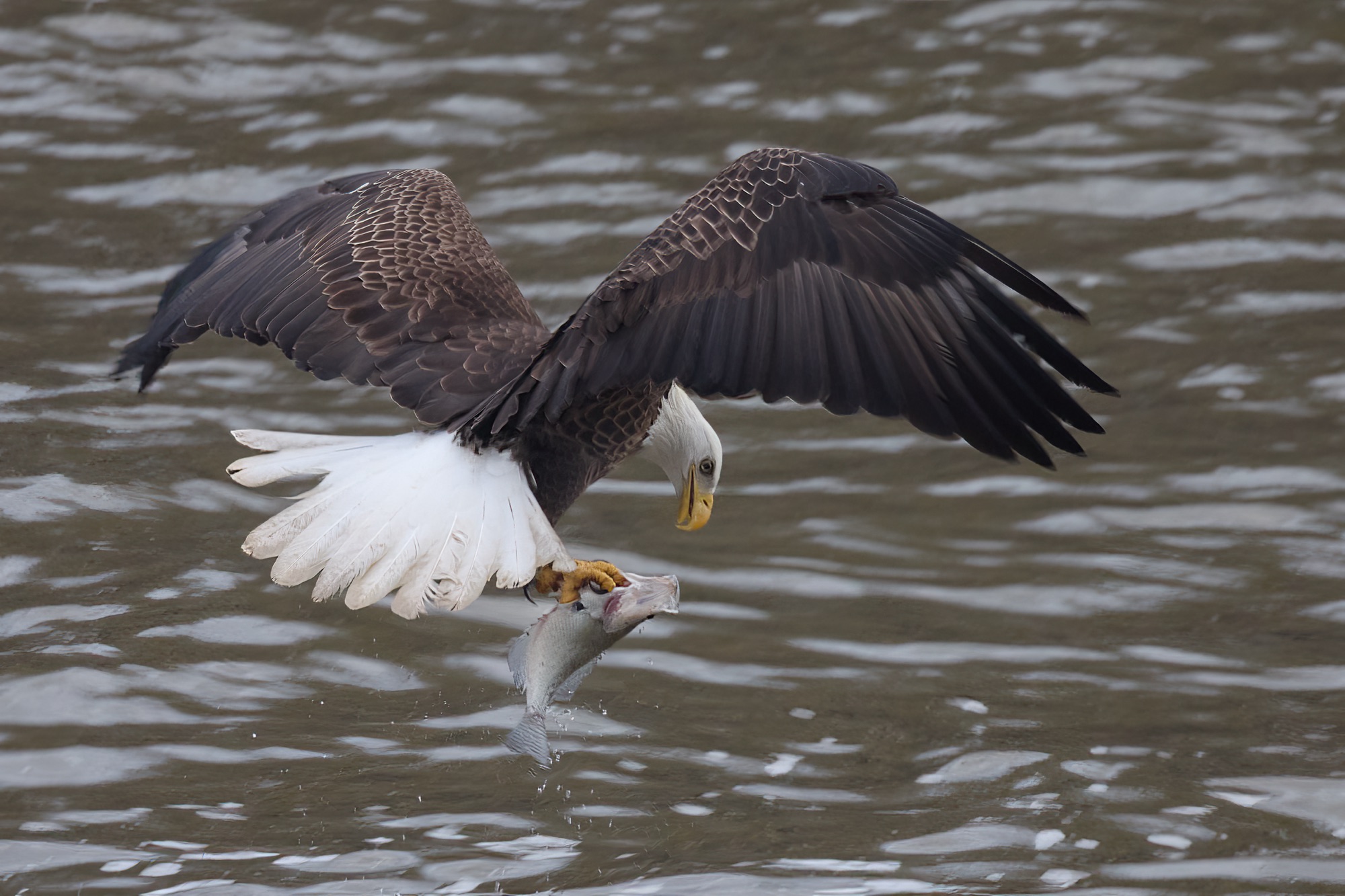 Where Did I Photograph “Fishing Bald Eagle”? | doc ellen's journey