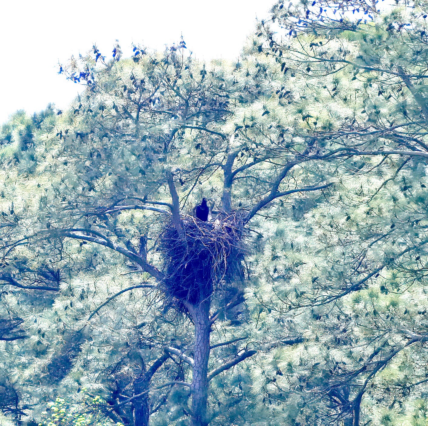 Growing Chick! | doc ellen's journey