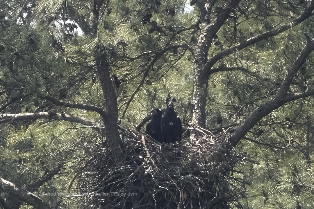 Surprised | doc ellen's journey