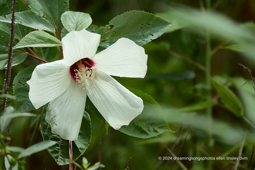 Crimson-eyed Rose-mallow | doc ellen's journey