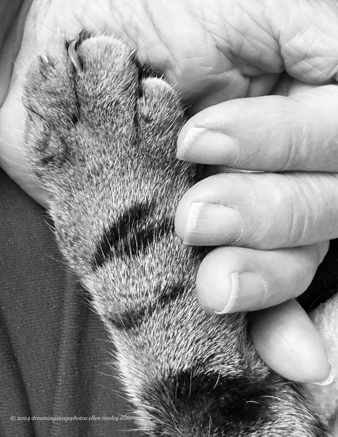 Paw to Hand to Heart | doc ellen's journey