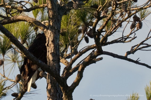 Eagle Eye | doc ellen's journey