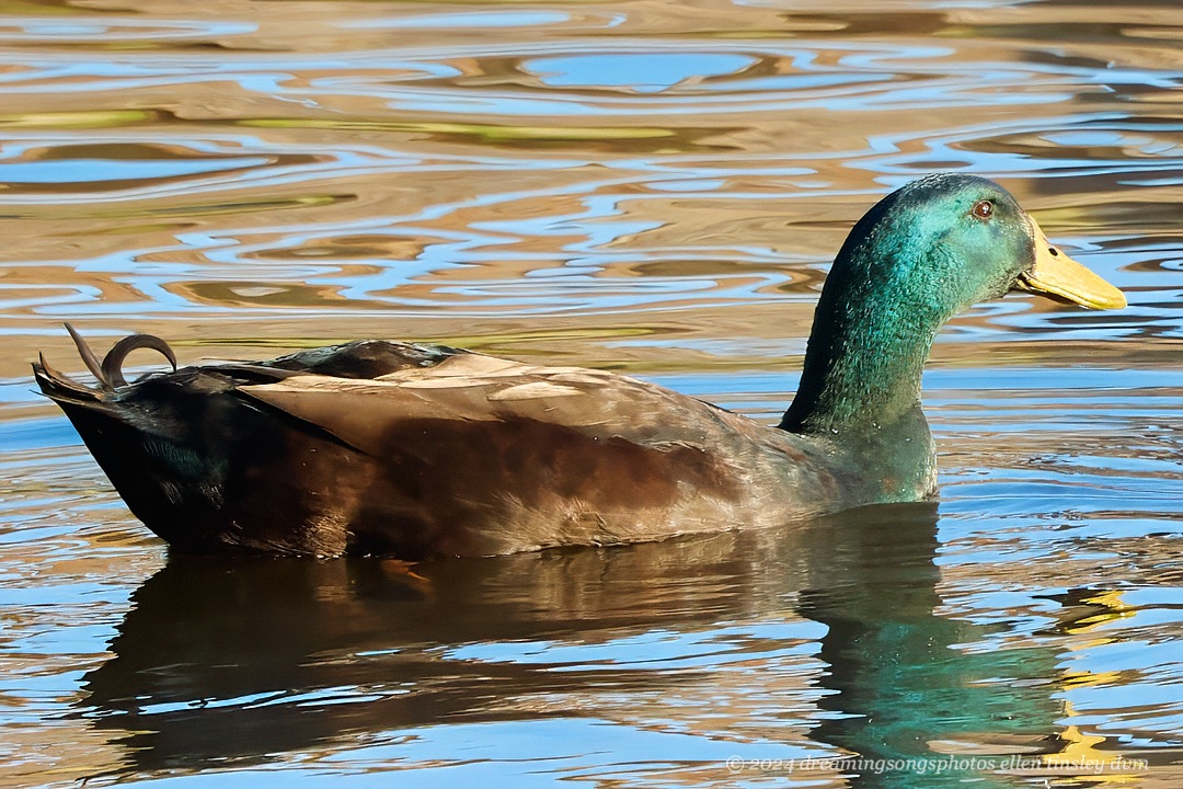 Mallard??? | doc ellen's journey