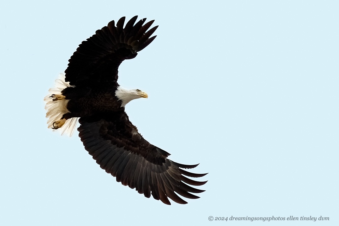 Arc of Defiance | doc ellen's journey