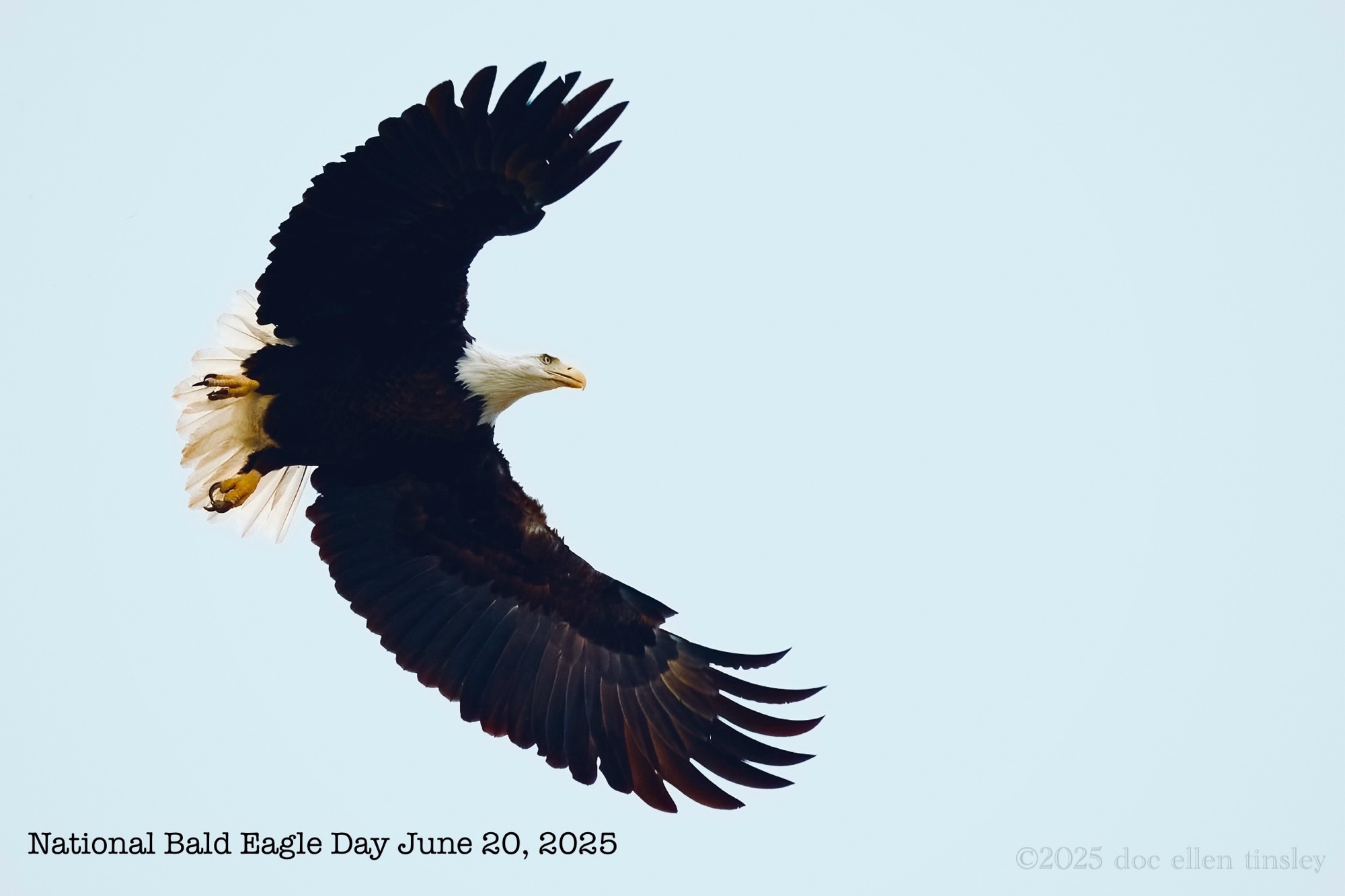 National Bald Eagle Day, June 20, 2025 | doc ellen's journey
