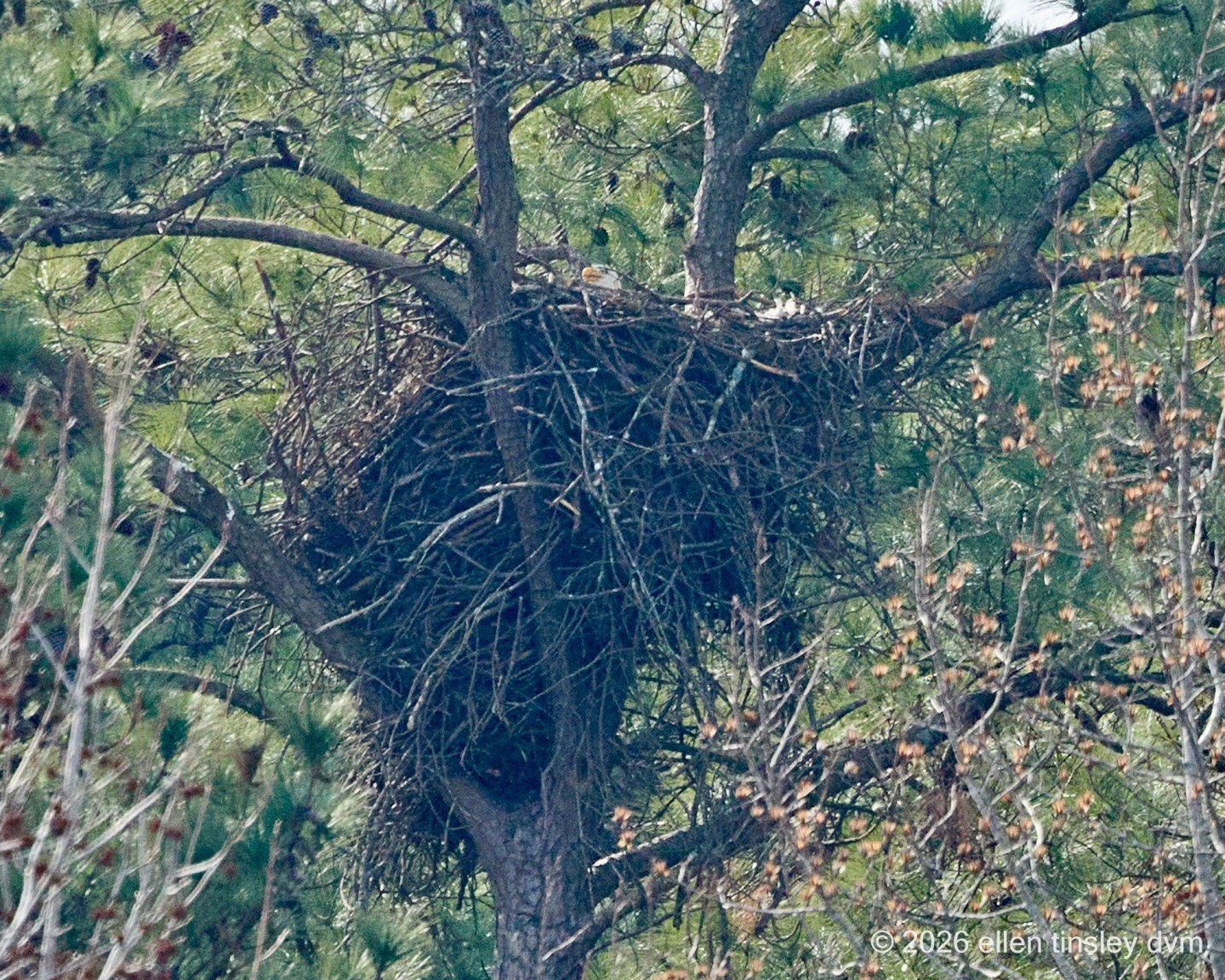 Breeding Season at First Nest | doc ellen's journey