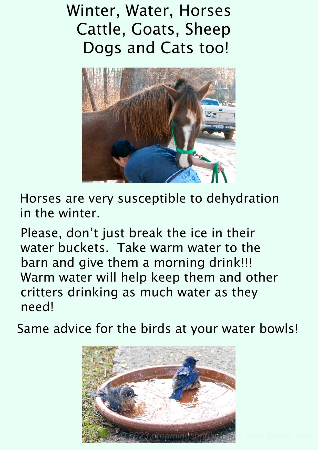 Winter Weather and Critters | doc ellen's journey