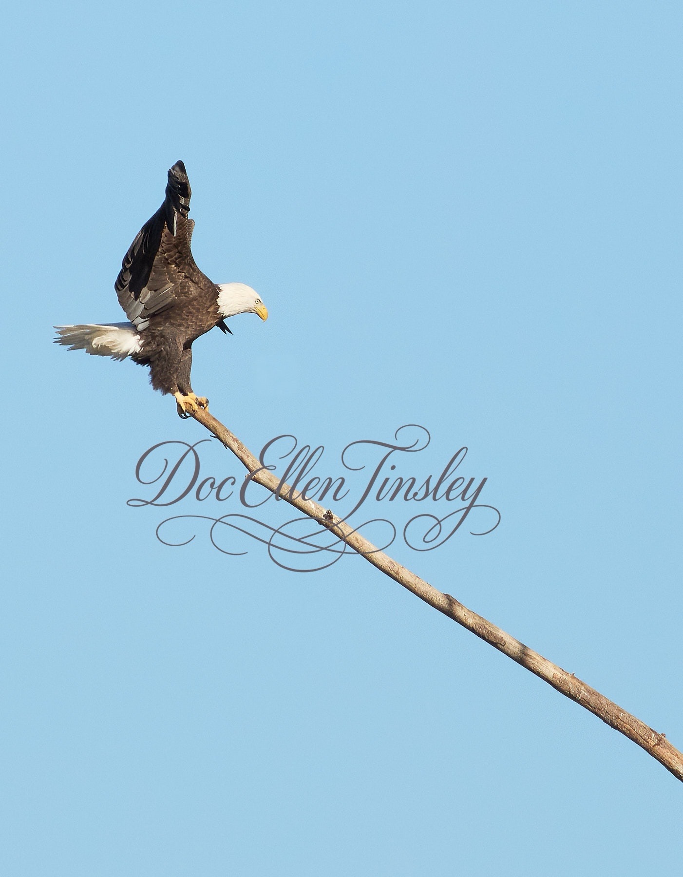 Memorial Day Celebration | doc ellen's journey